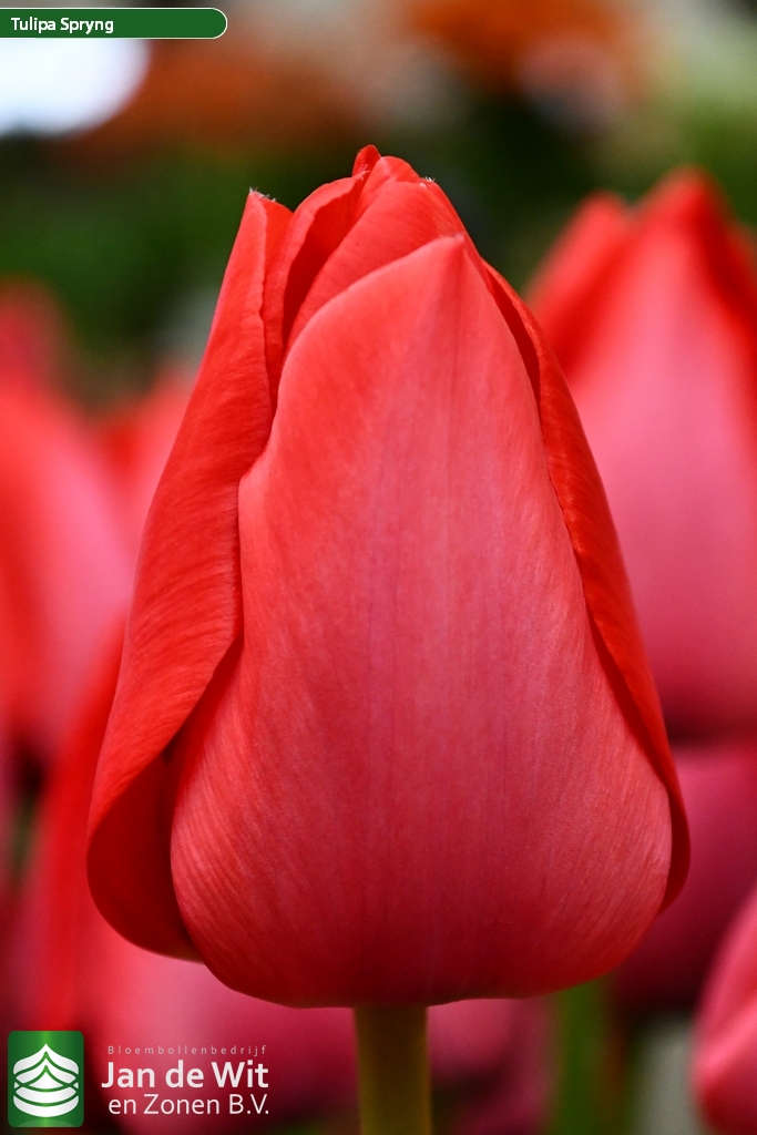 Spryng ® | Tulip | Jan de Wit en Zonen B.V.